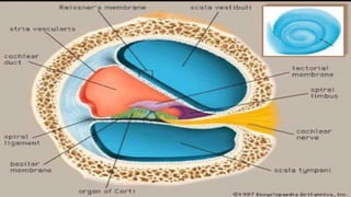 Anatomy of internal ear and physiology of hearing | PPTX