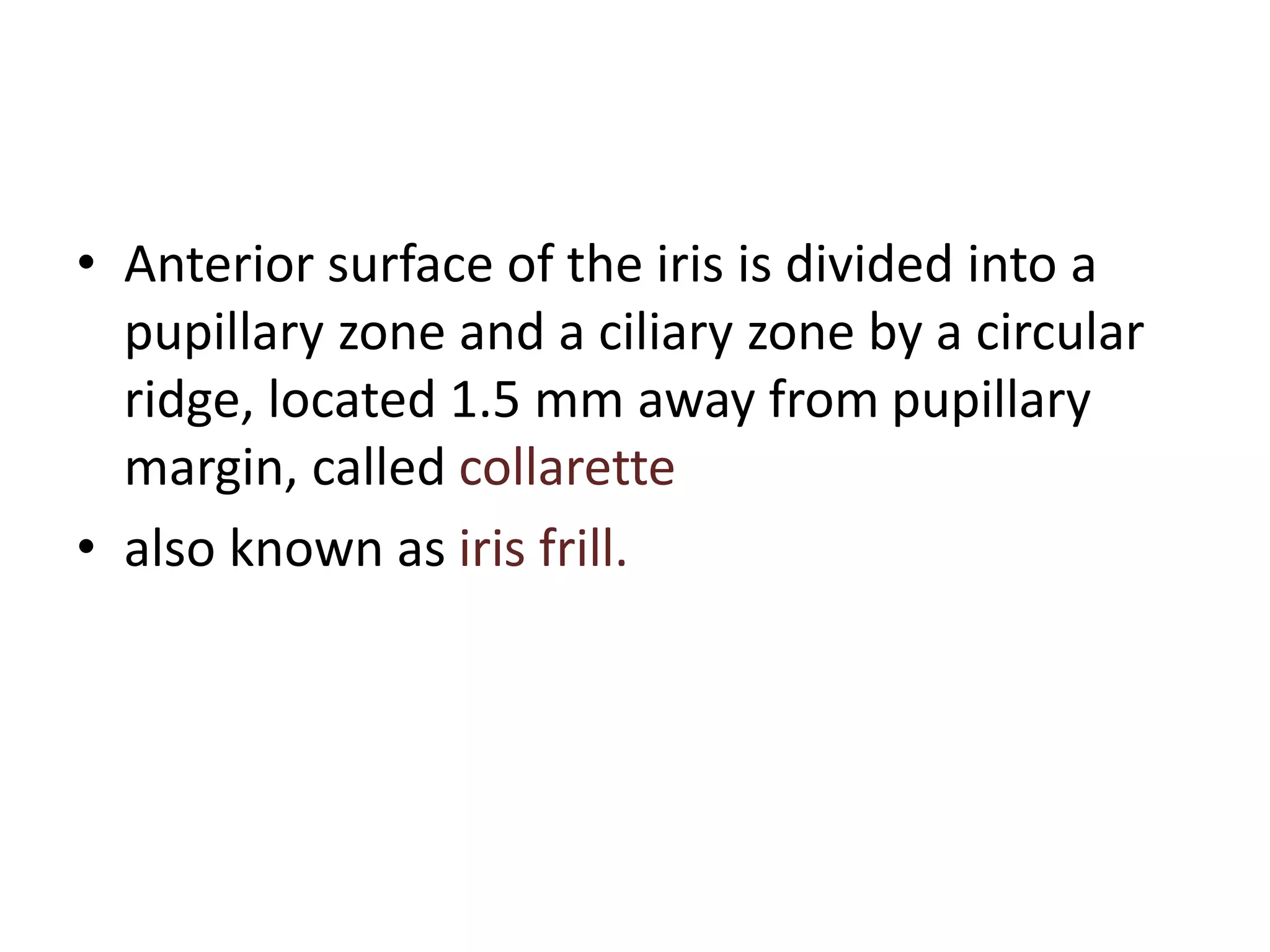 Anatomy of iris | PPTX