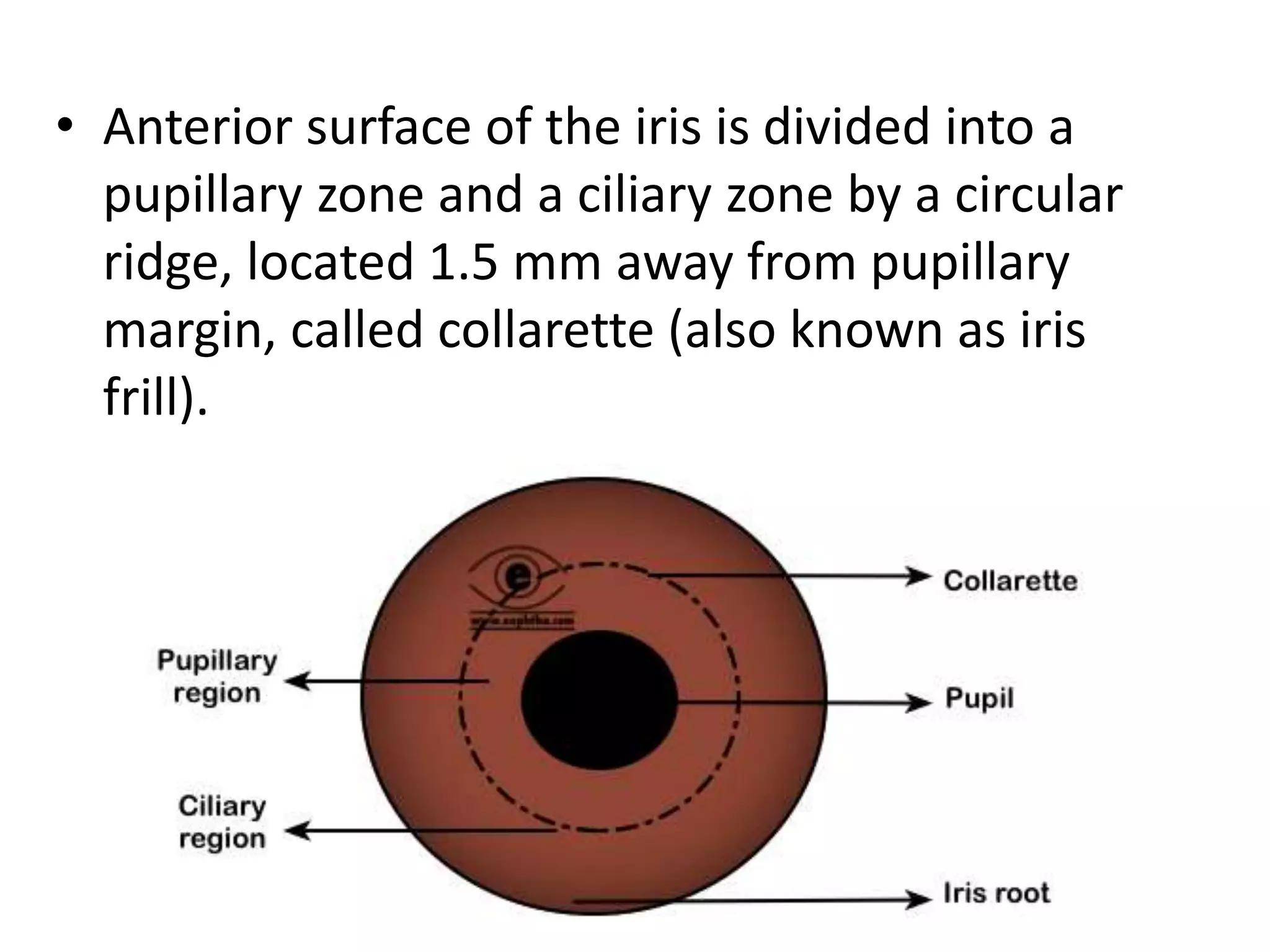 Anatomy of iris | PPTX
