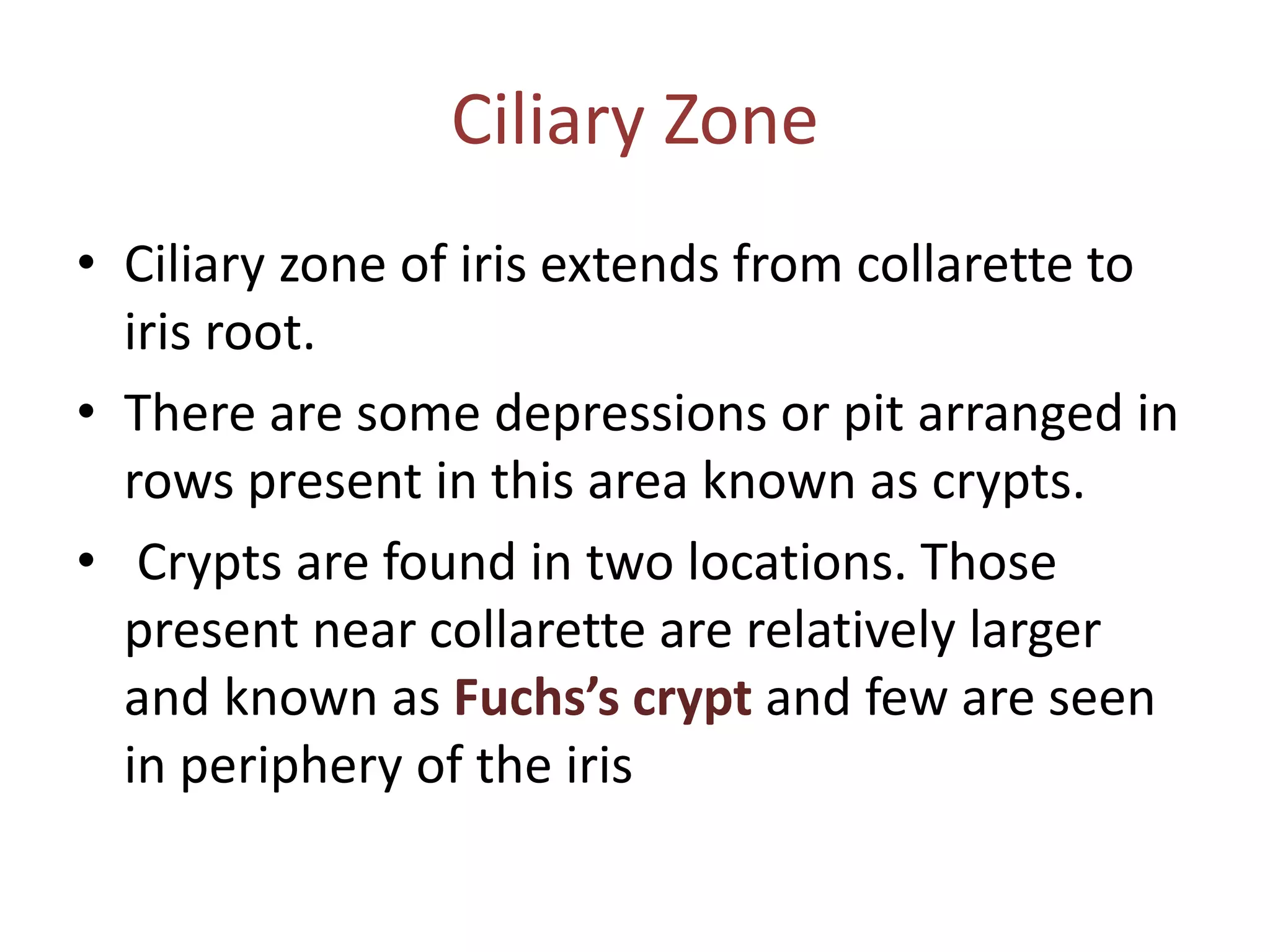 Anatomy of iris | PPTX