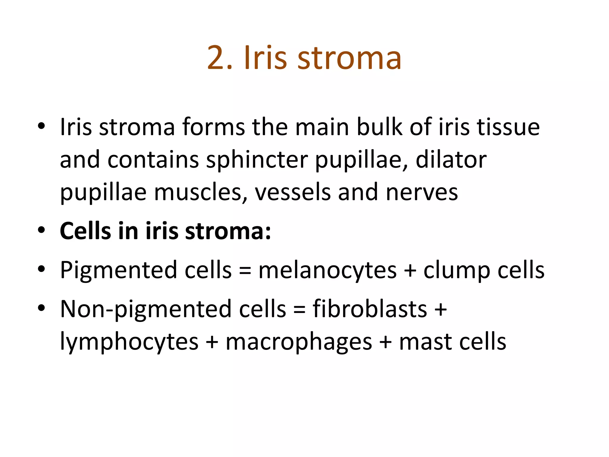 Anatomy of iris | PPTX