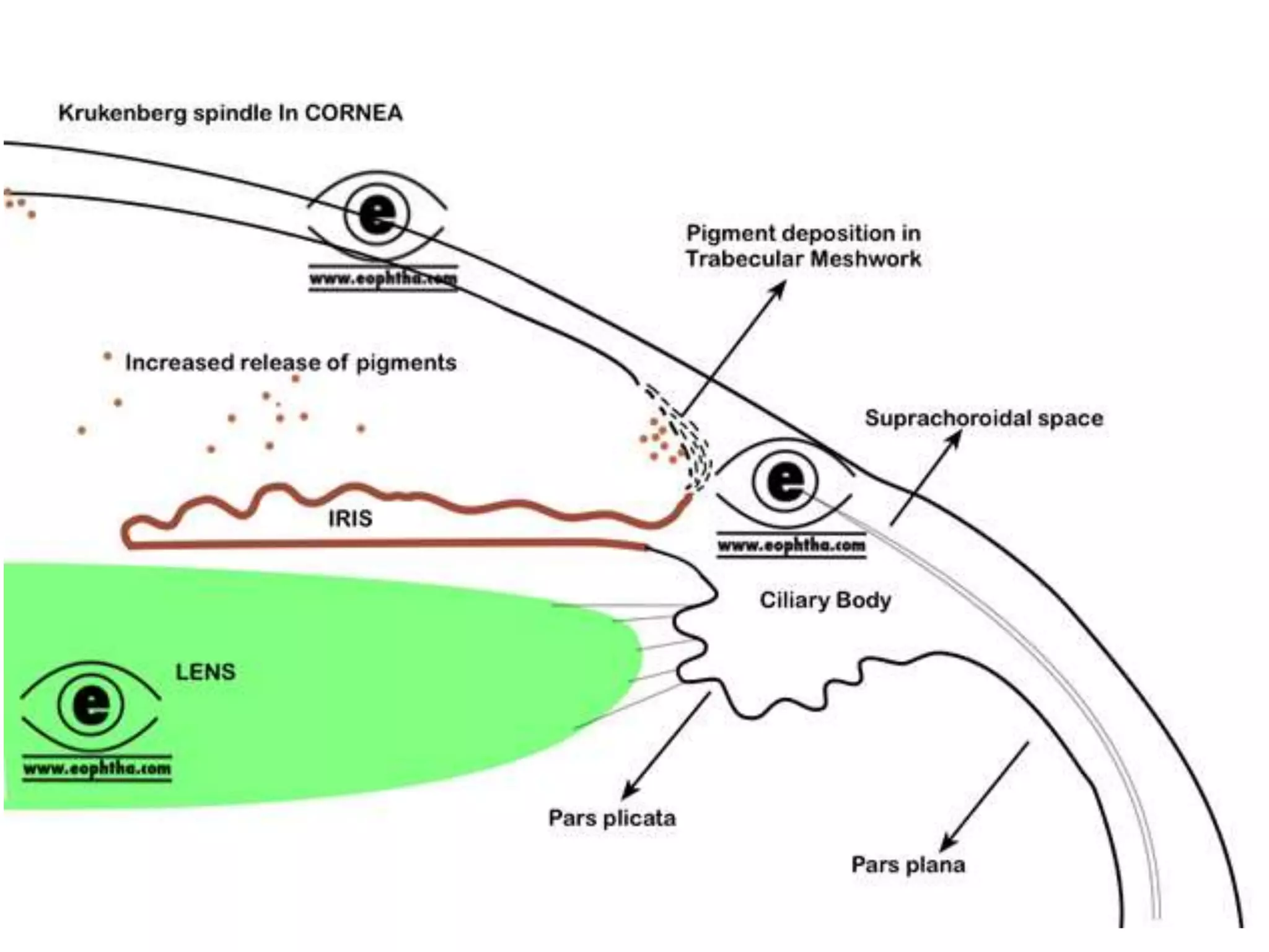 Anatomy of iris | PPTX