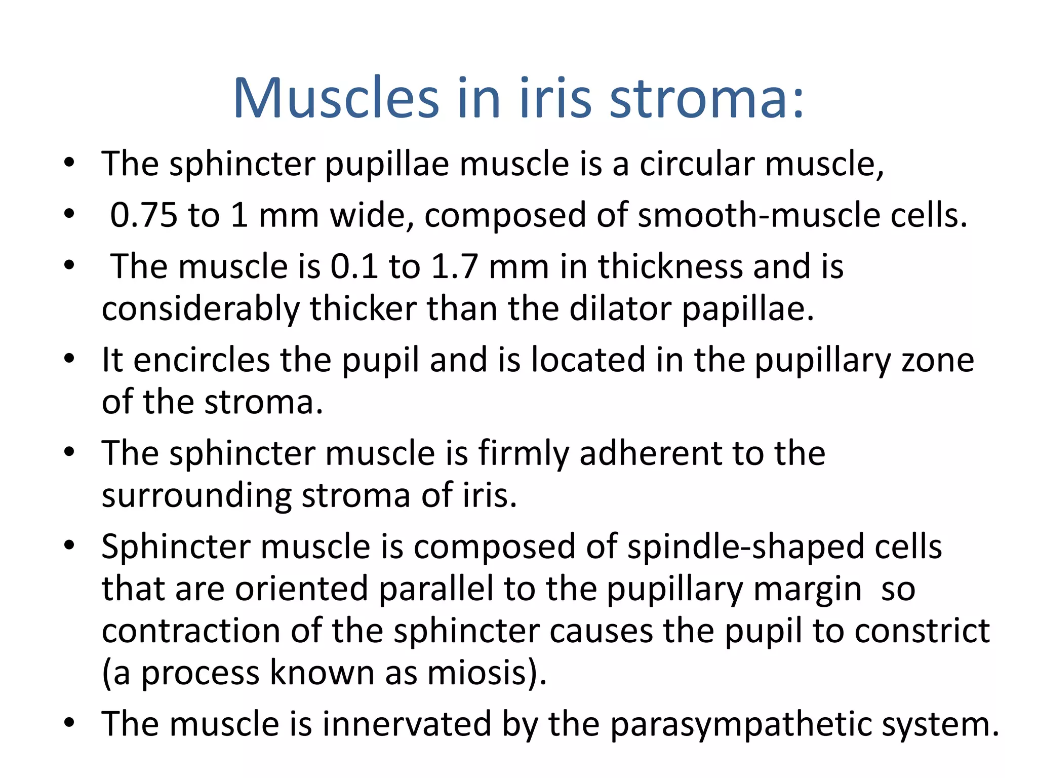Anatomy of iris | PPTX
