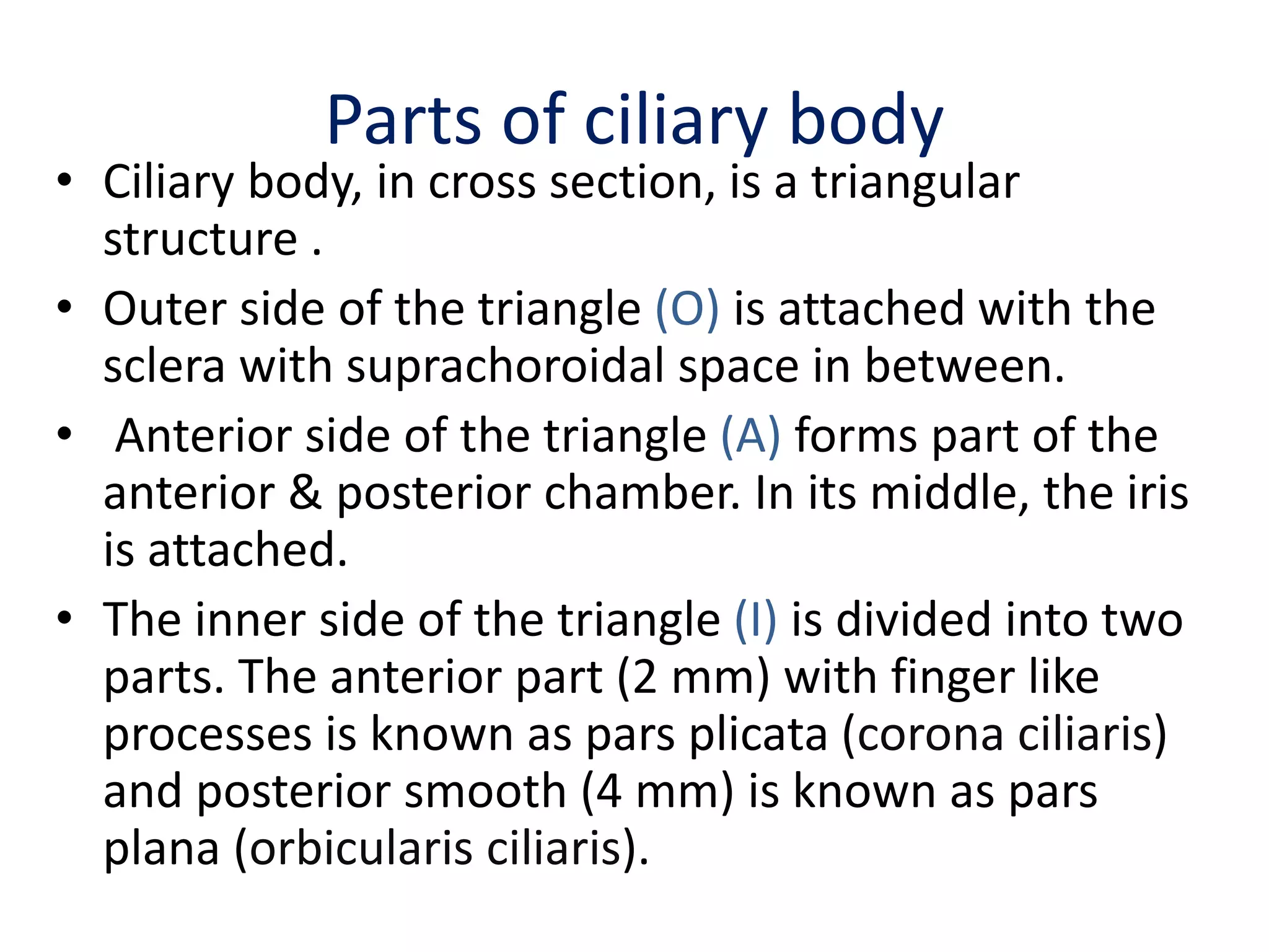Anatomy of iris | PPTX