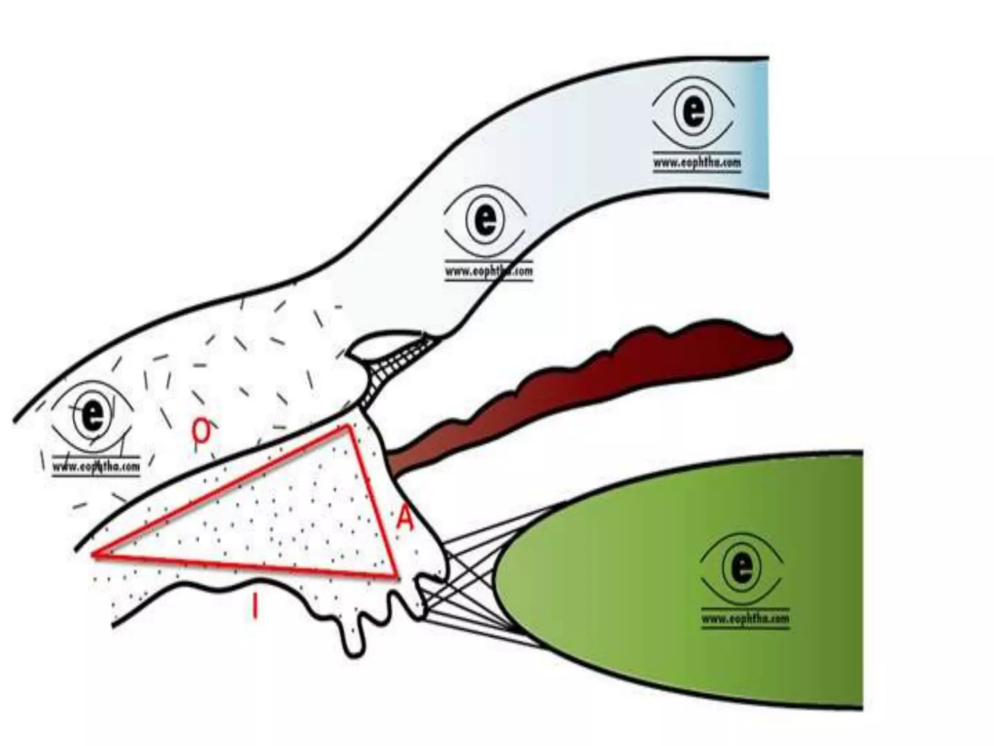 Anatomy of iris | PPTX