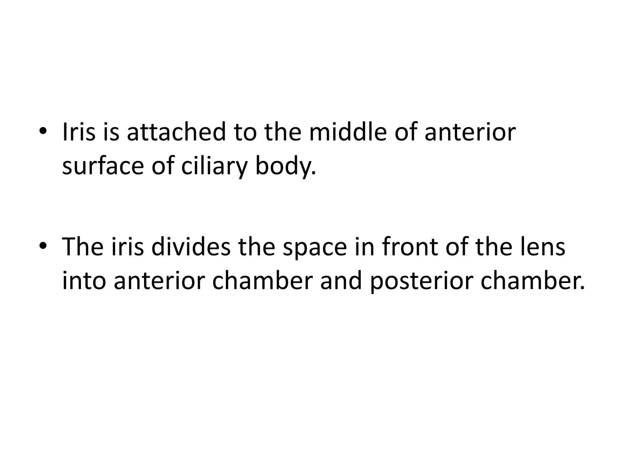 Anatomy of iris | PPTX