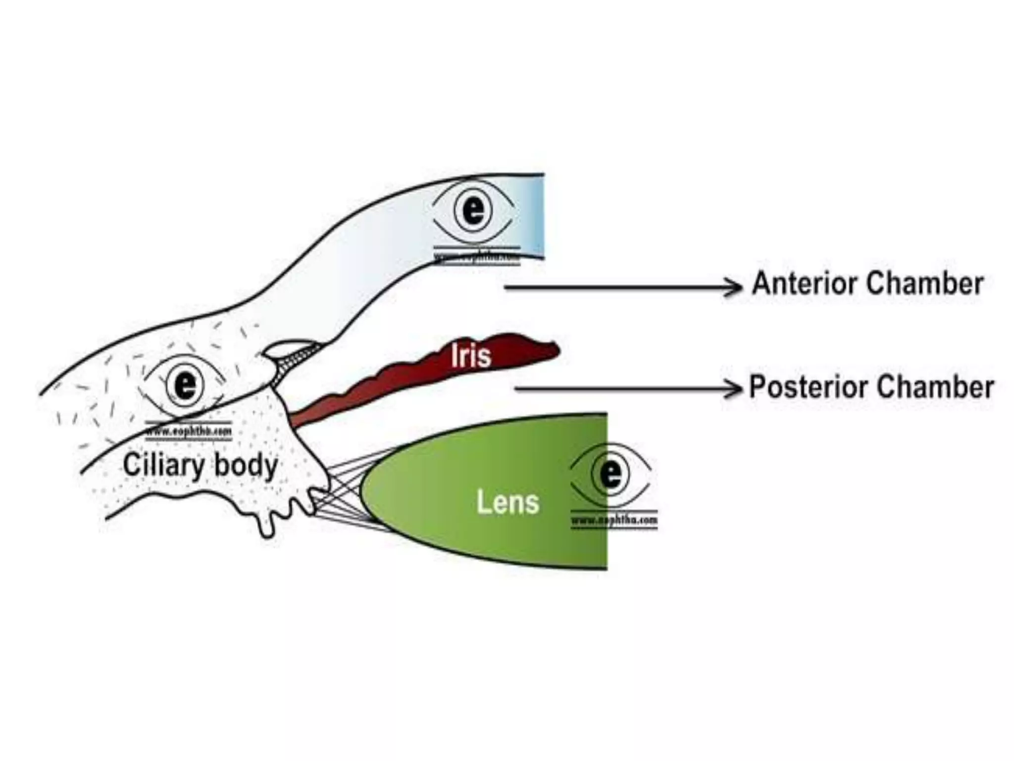 Anatomy of iris | PPTX