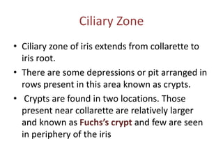 Anatomy of iris | PPTX