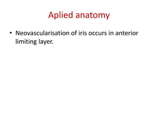 Anatomy of iris | PPTX