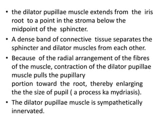Anatomy of iris | PPTX