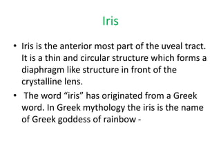 Anatomy of iris | PPTX