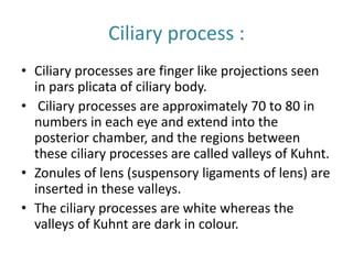 Anatomy of iris | PPTX