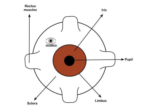 Anatomy of iris | PPTX