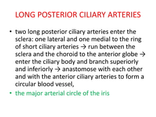 Anatomy of iris | PPTX