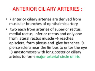Anatomy of iris | PPTX