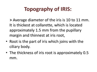 Anatomy of iris | PPTX