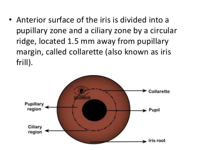 Anatomy of iris