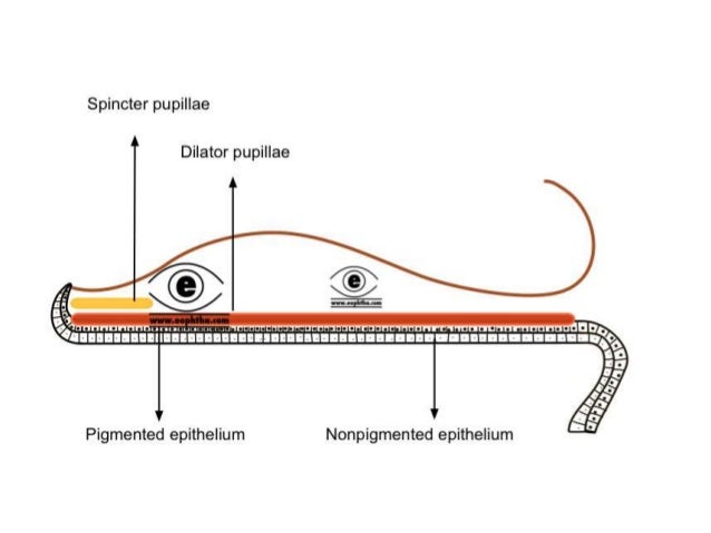 Anatomy of iris