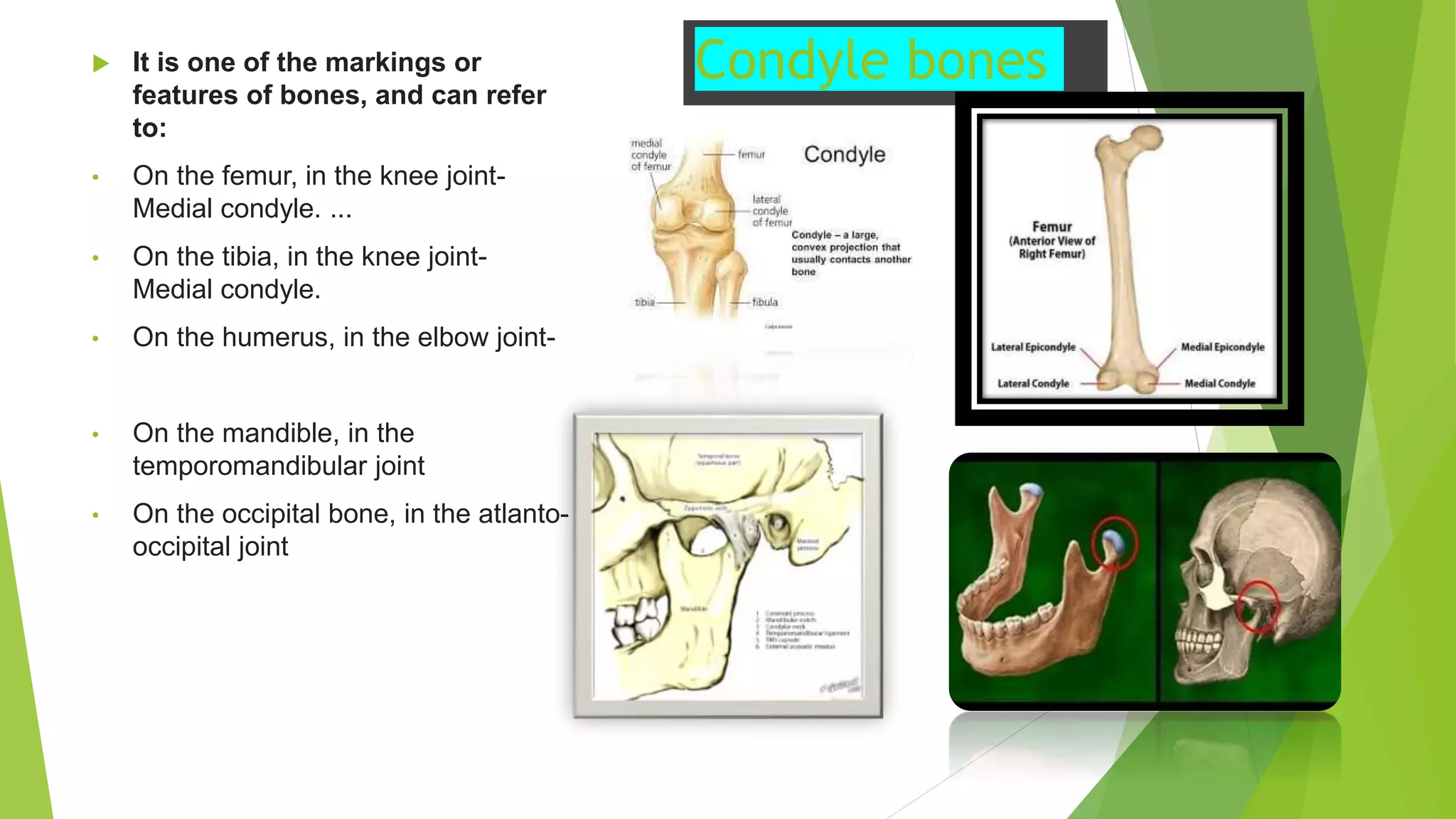 anatomy of joints.pptx