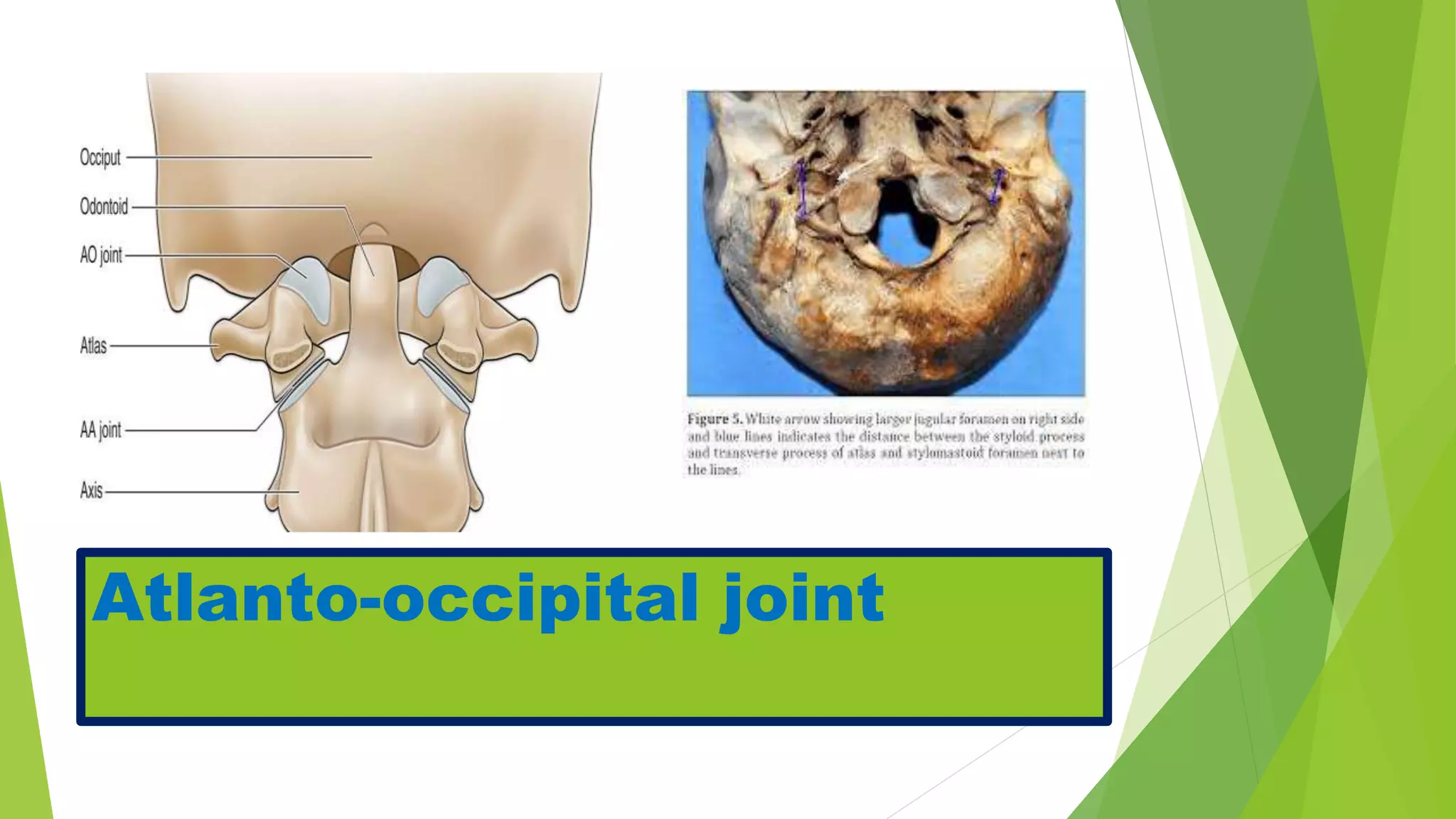anatomy of joints.pptx