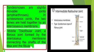 anatomy of joints.pptx