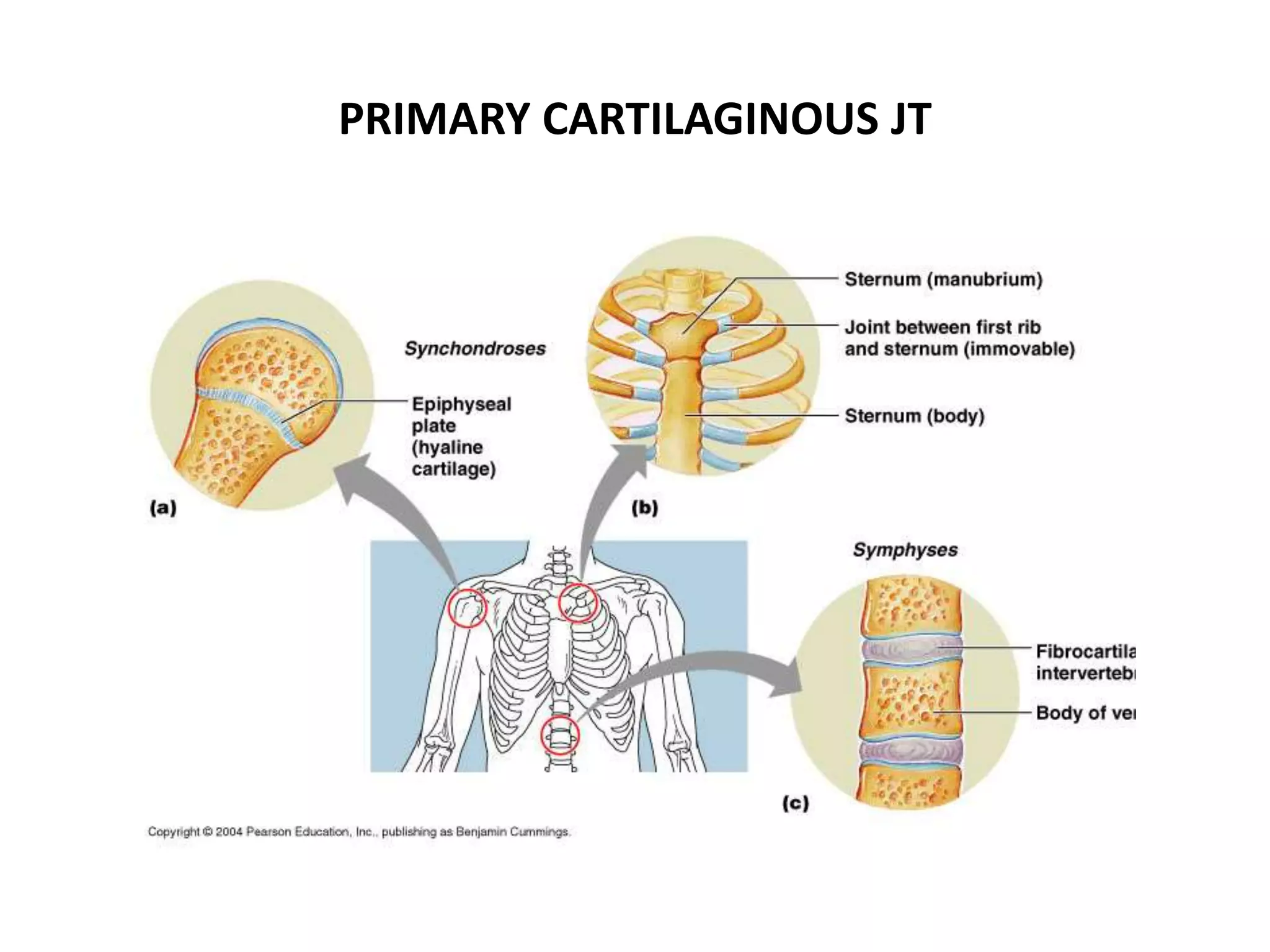ANATOMY OF JOINTS.pptx