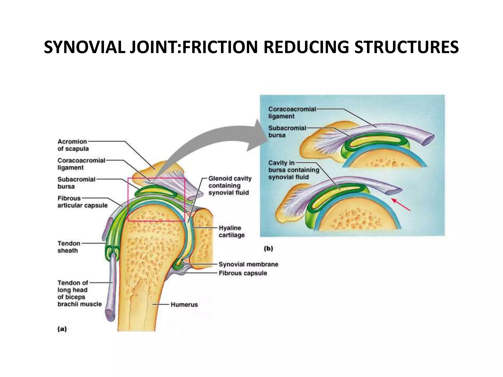 ANATOMY OF JOINTS.pptx