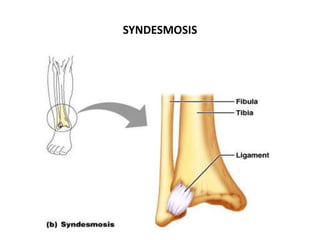 ANATOMY OF JOINTS.pptx