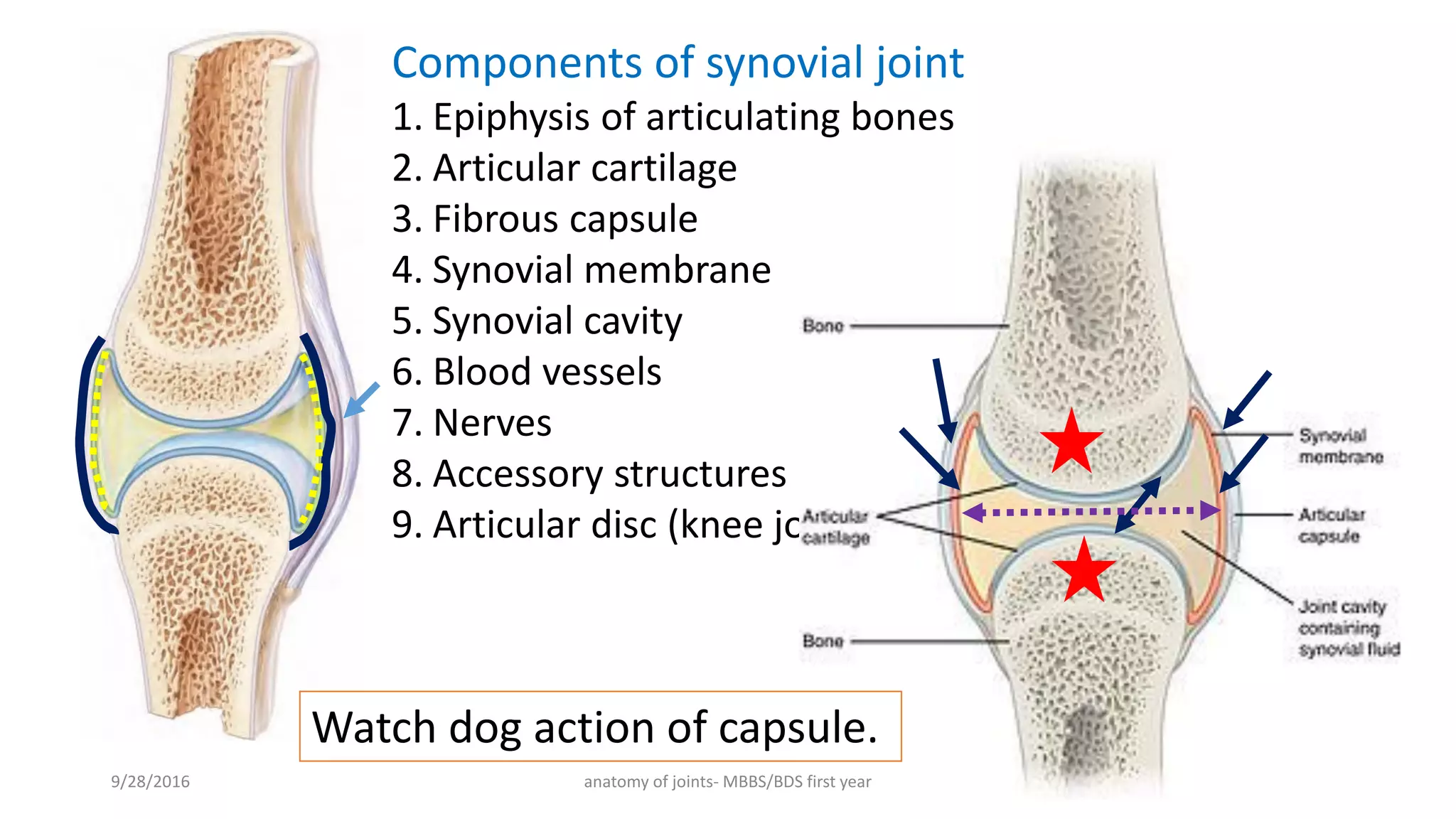 Anatomy of joints | PDF