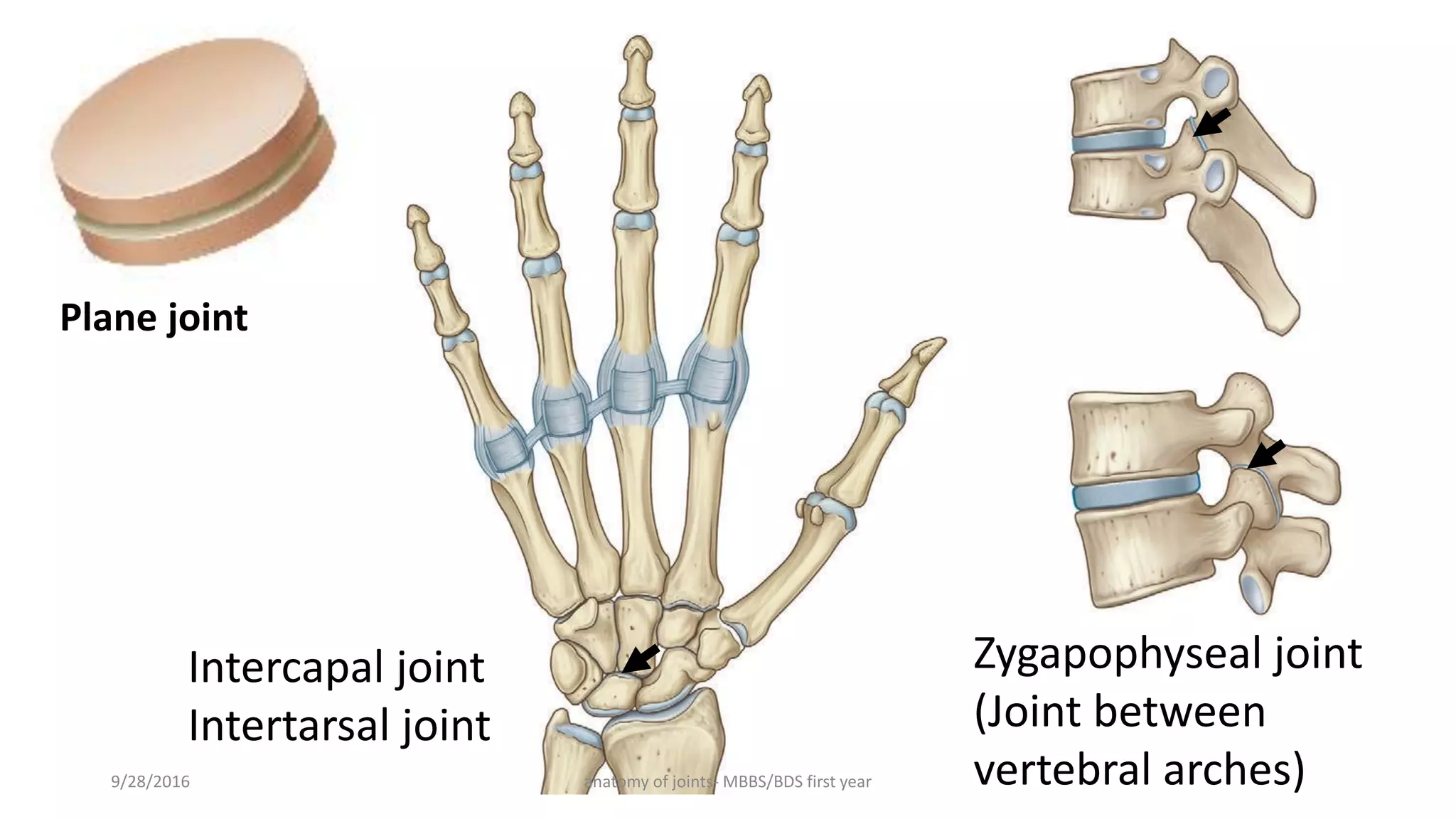 Anatomy of joints | PDF