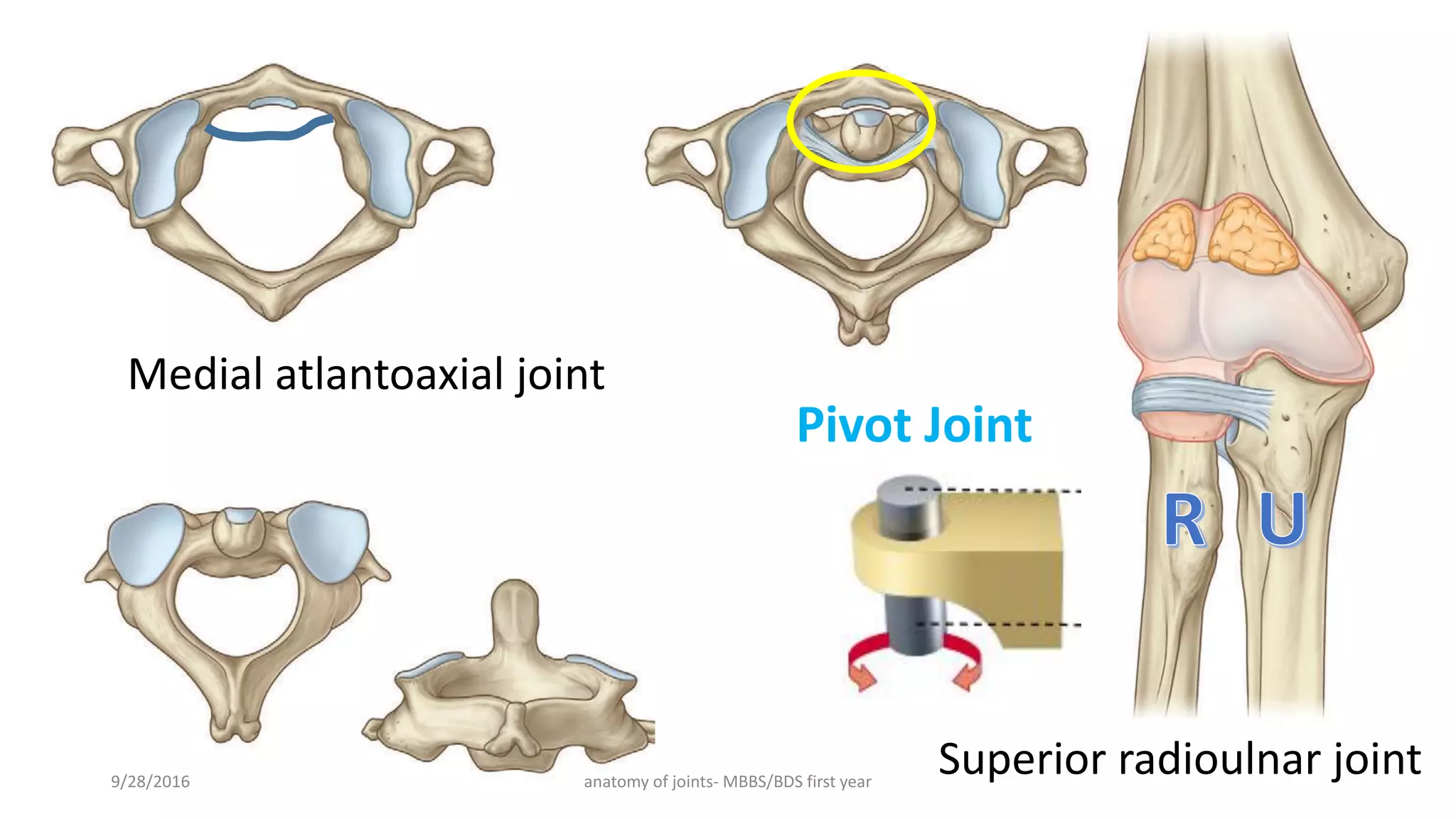 Anatomy of joints | PDF