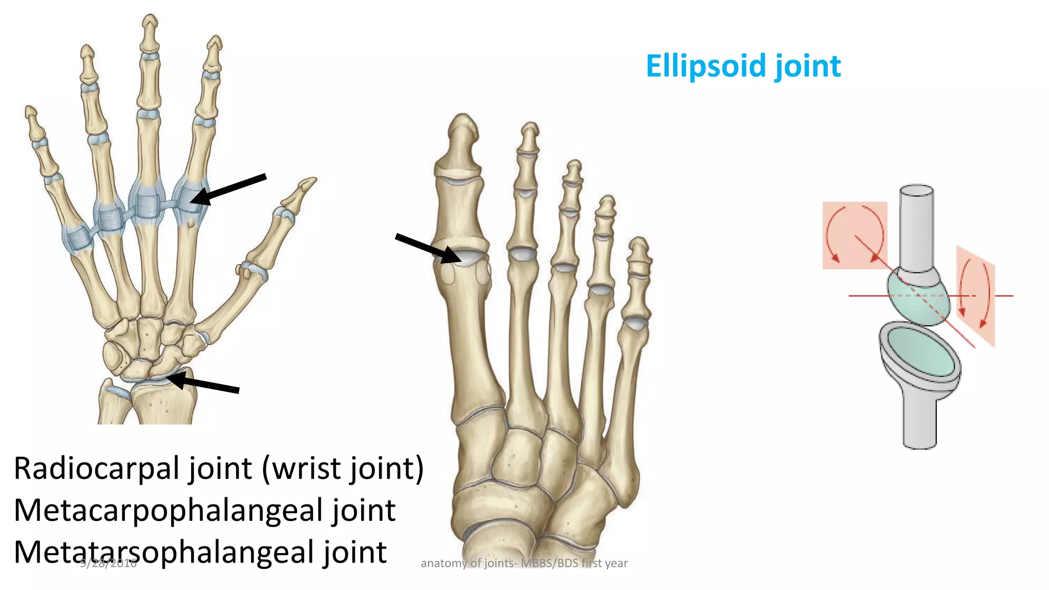 Anatomy of joints | PDF