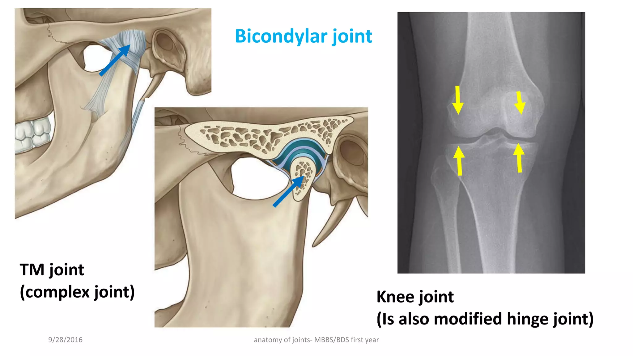 Anatomy of joints | PDF