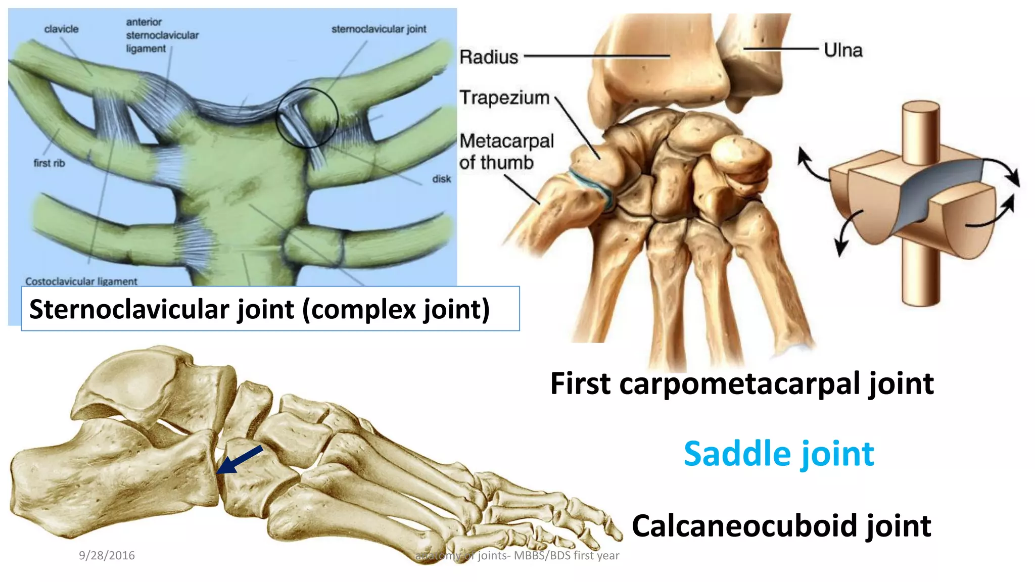 Anatomy of joints | PDF