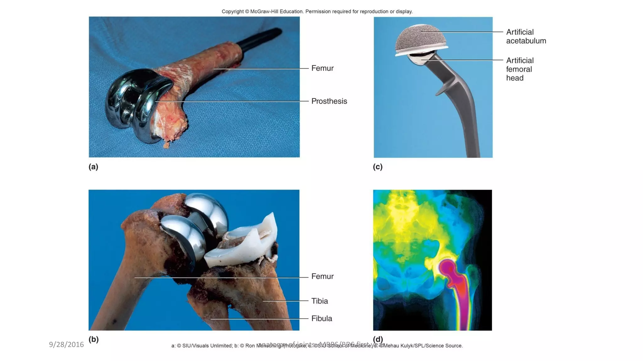 Anatomy of joints | PDF