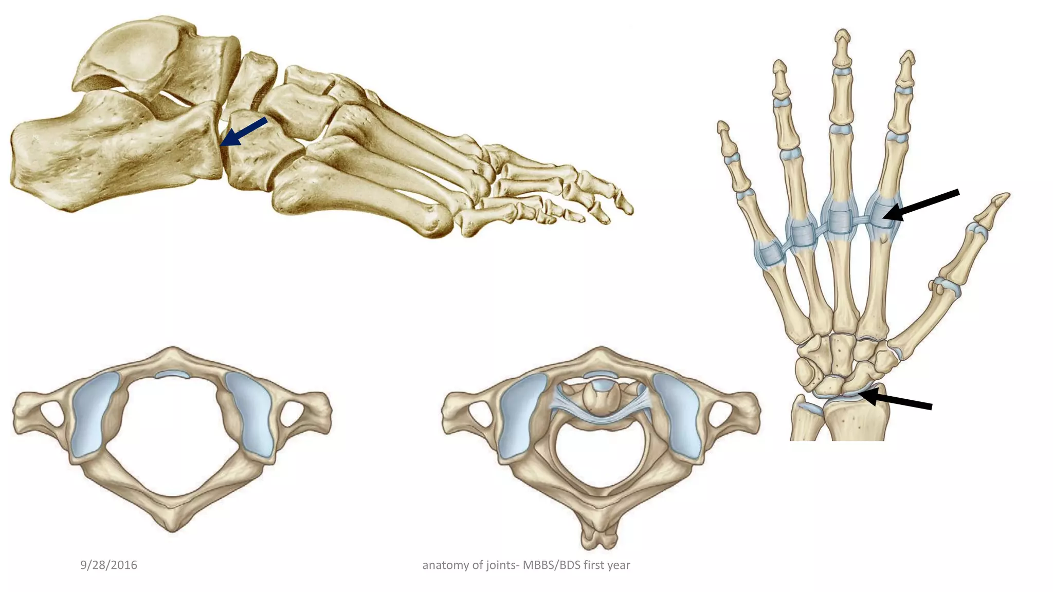 Anatomy of joints | PDF