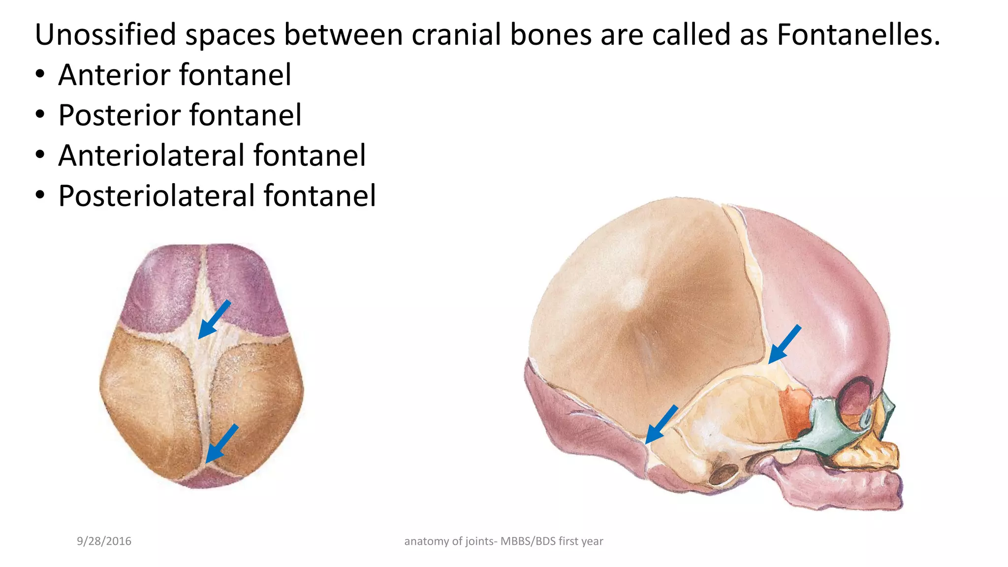Anatomy of joints | PDF