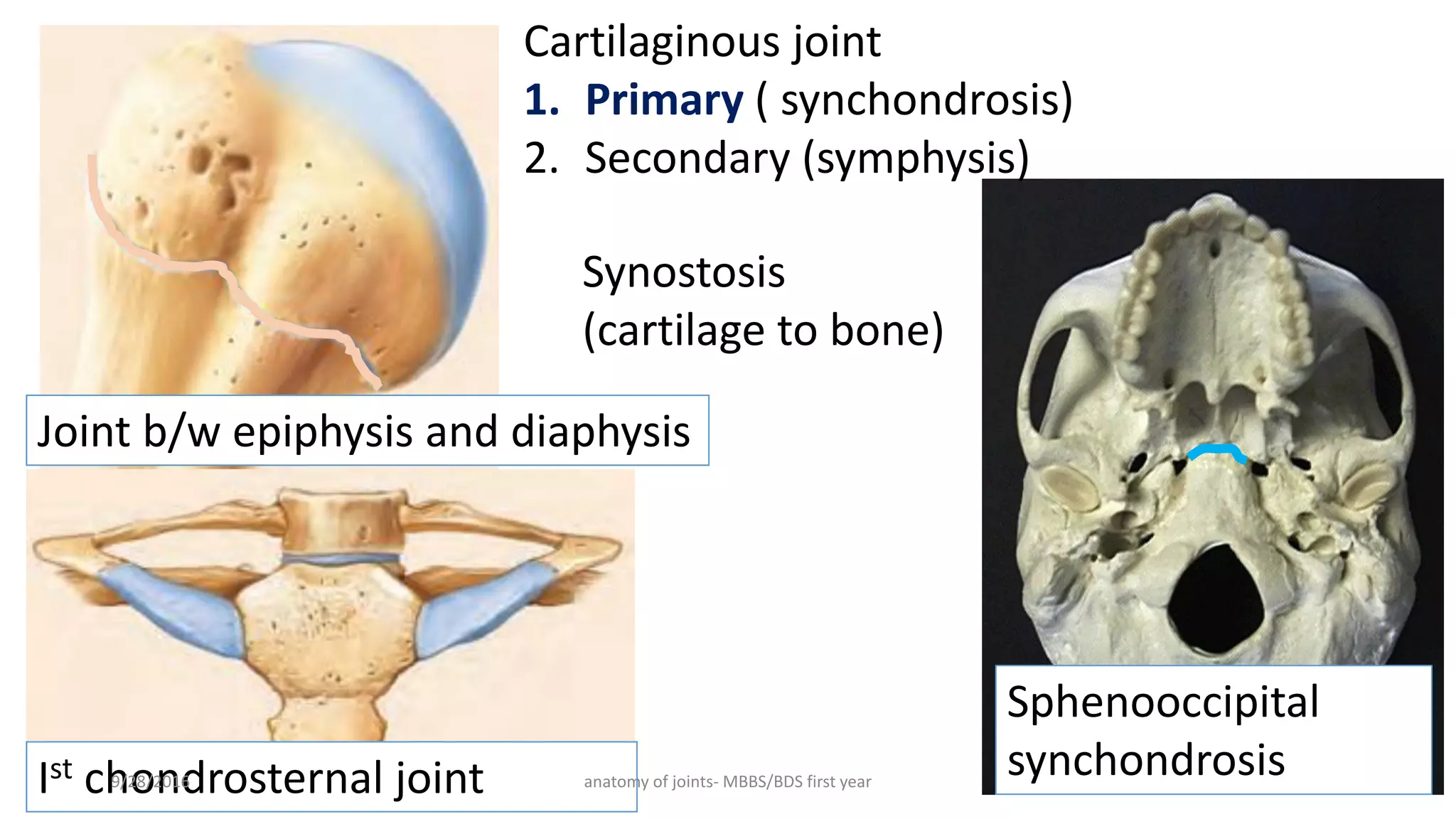 Anatomy of joints | PDF