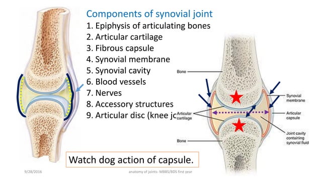Anatomy of joints | PDF