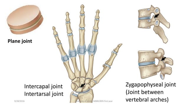 Anatomy of joints | PDF