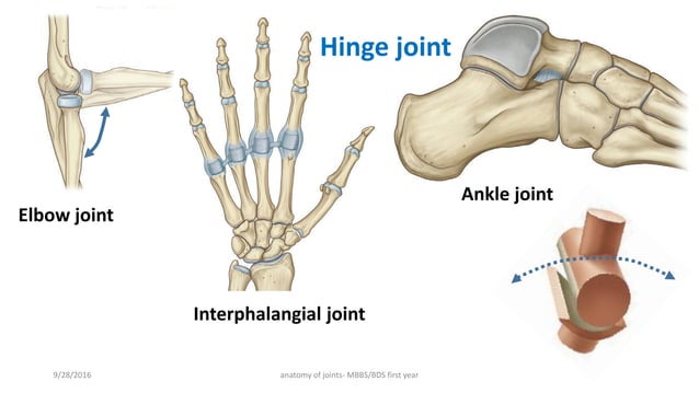 Anatomy of joints