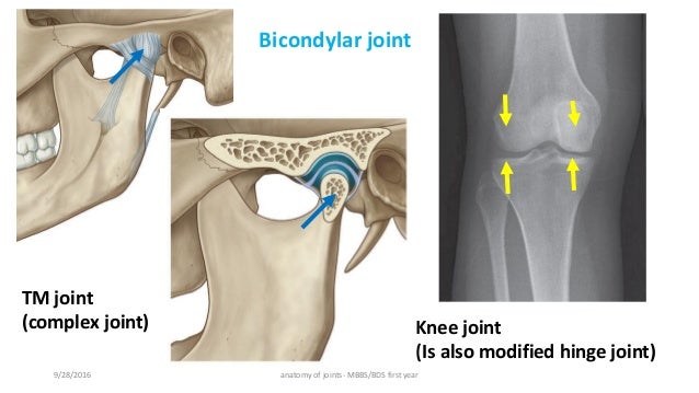 Anatomy of joints