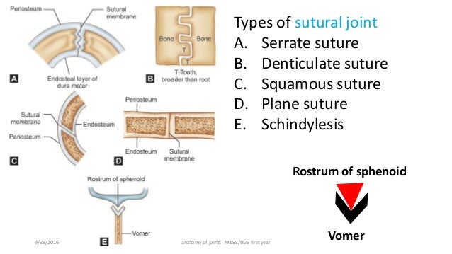 Anatomy of joints