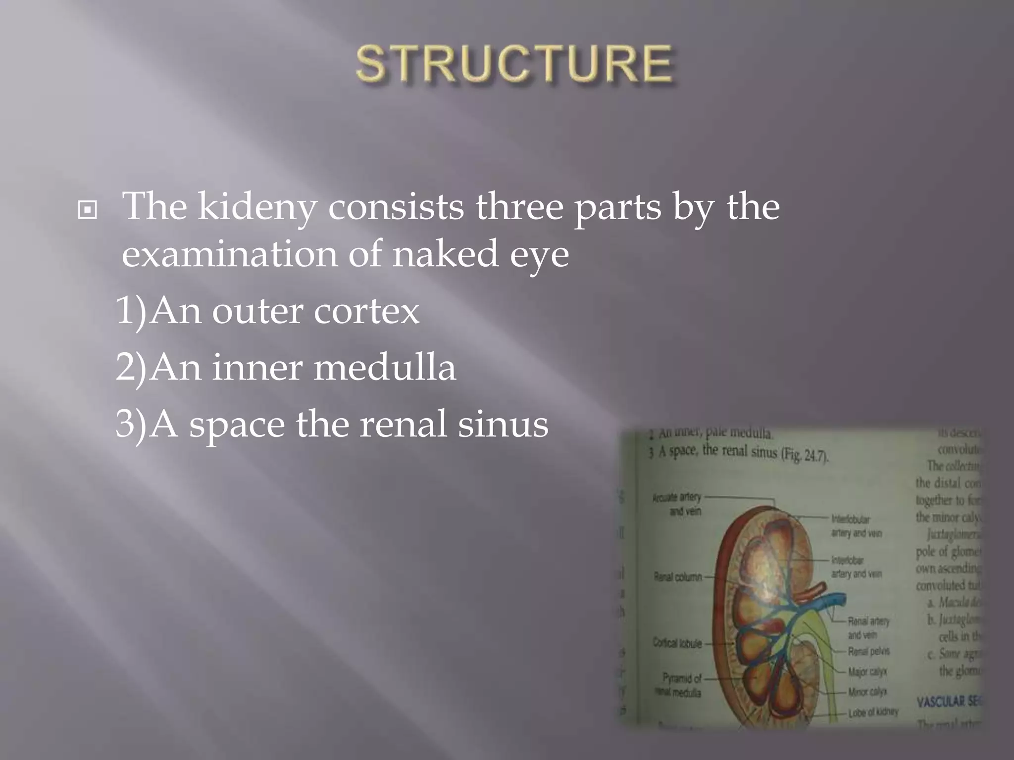 Anatomy of kideny | PPTX