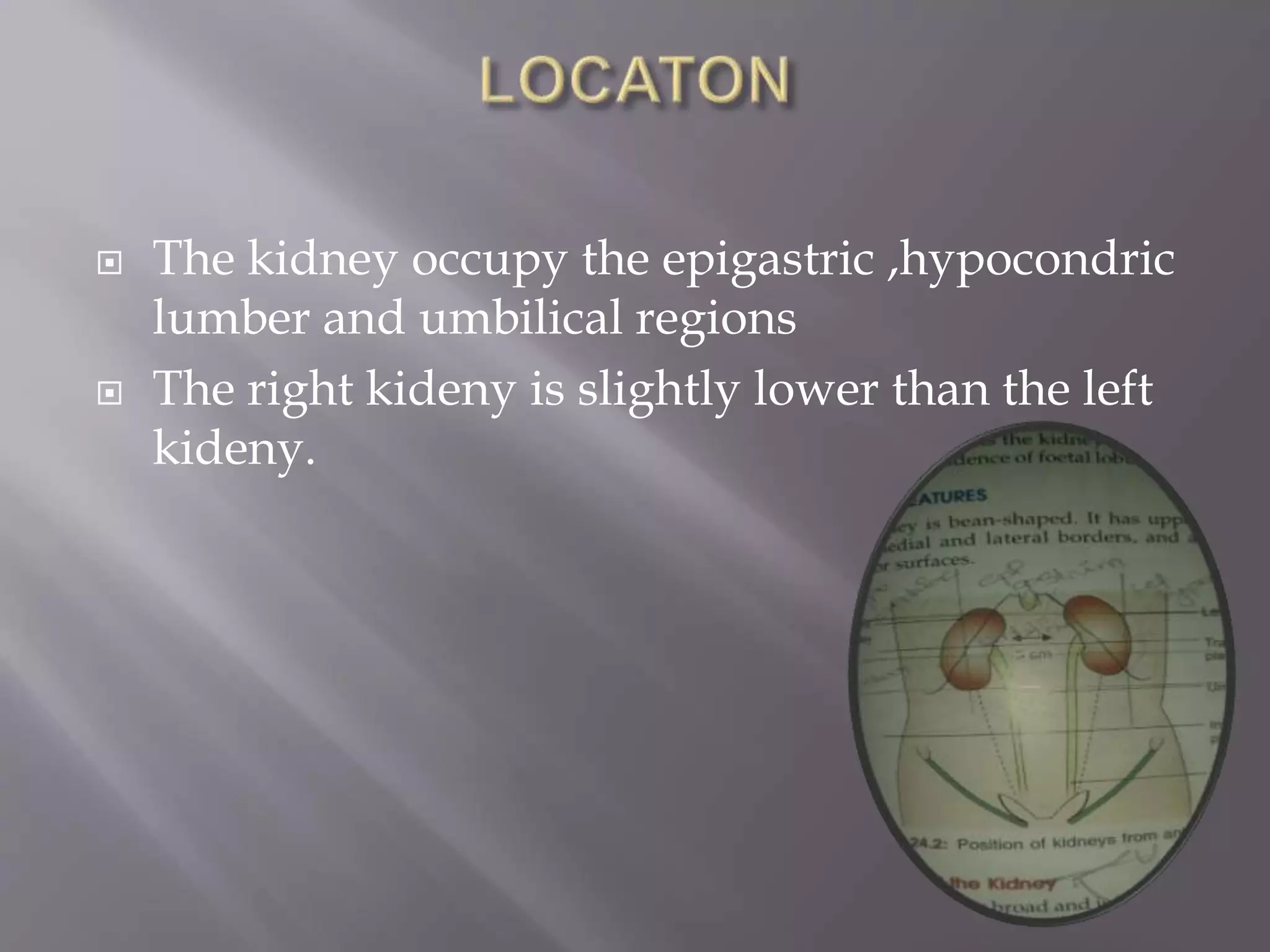 Anatomy of kideny | PPTX