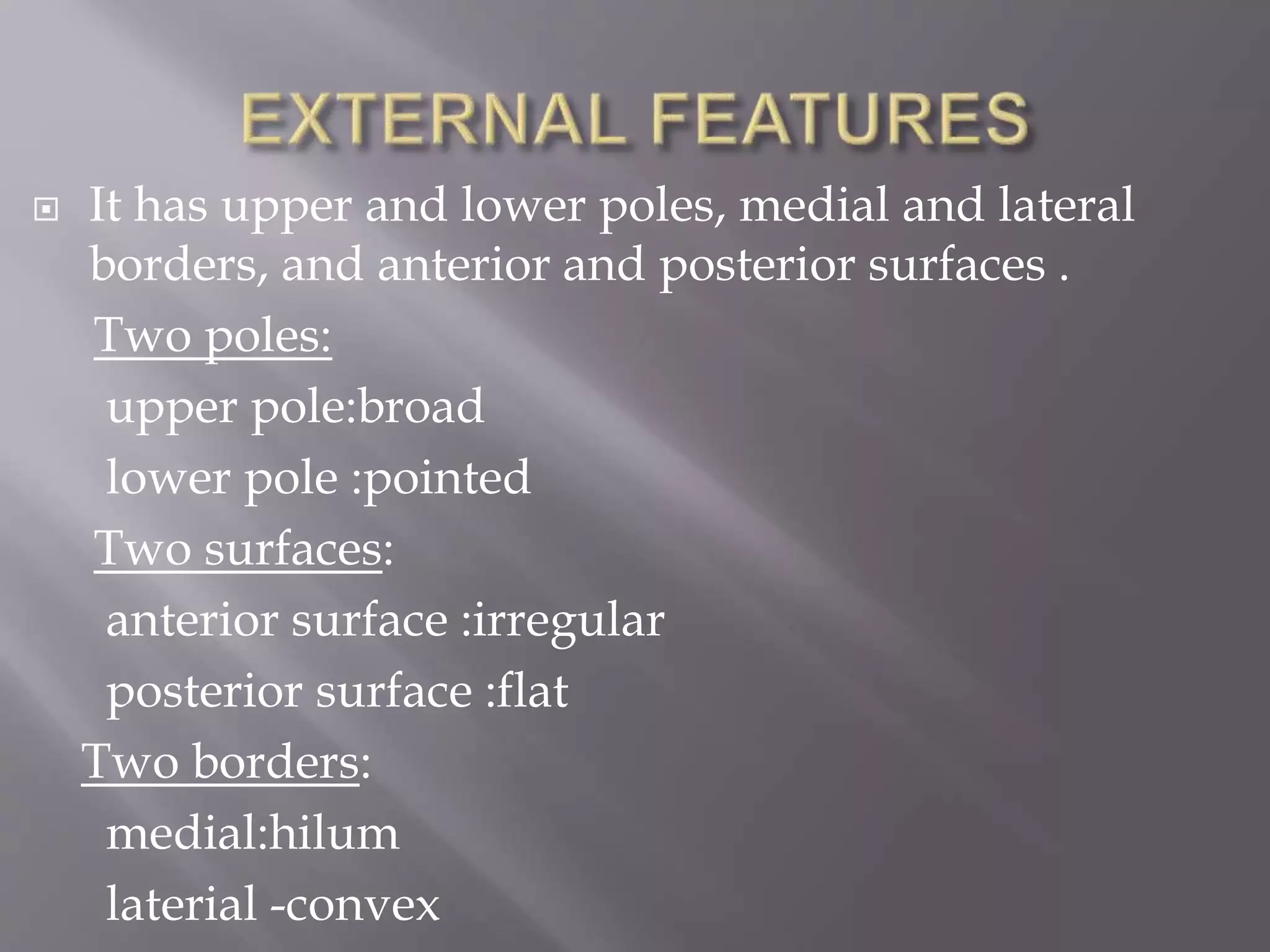 Anatomy of kideny | PPTX