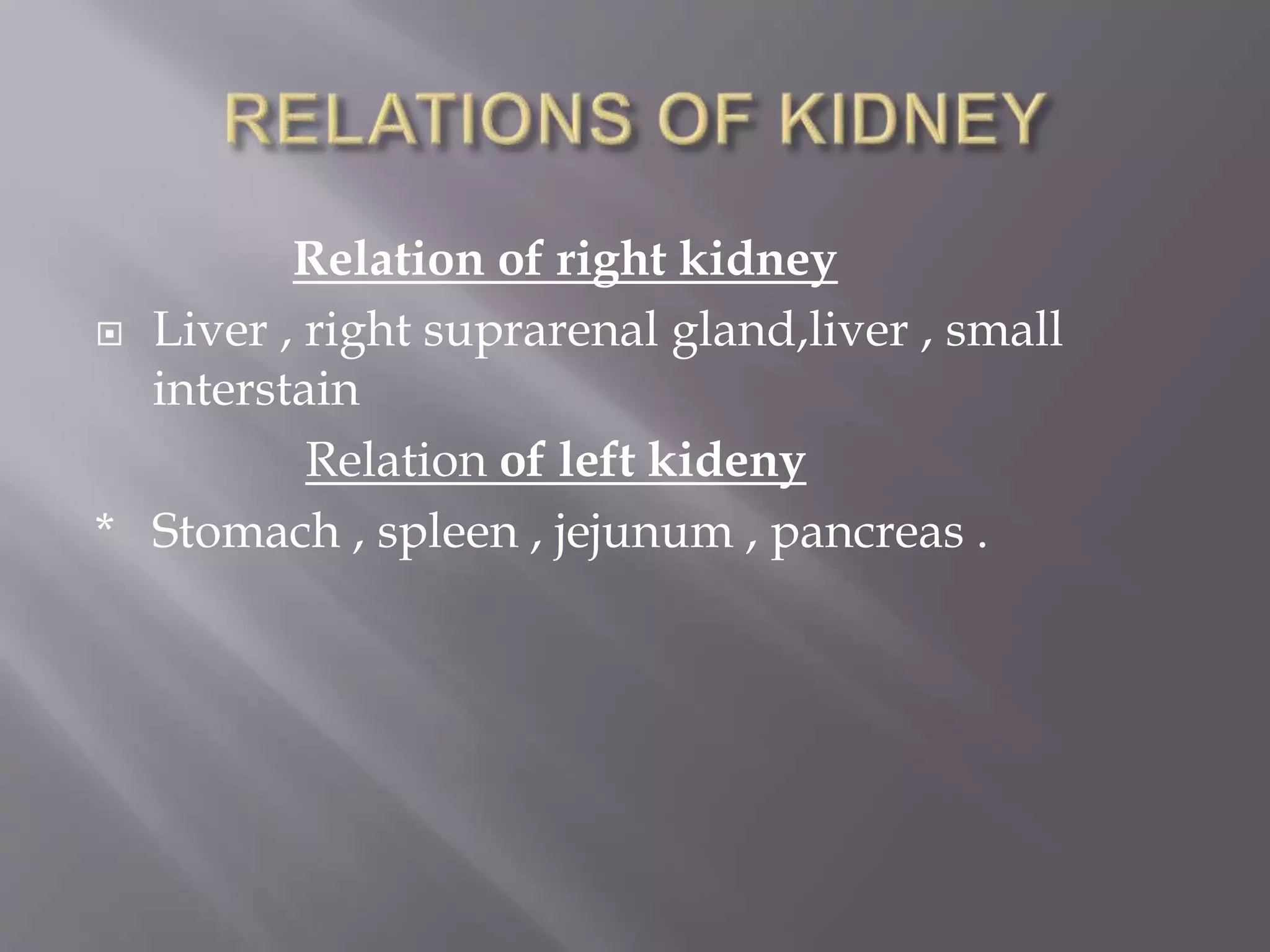 Anatomy of kideny | PPTX