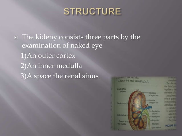 Anatomy of kideny | PPTX | Science