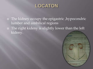 Anatomy of kideny | PPTX