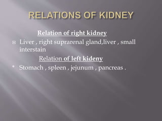 Anatomy of kideny | PPTX